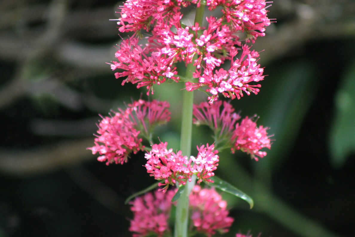 Valerian for Anxiety: Can it Help? – Bedlamite Publications