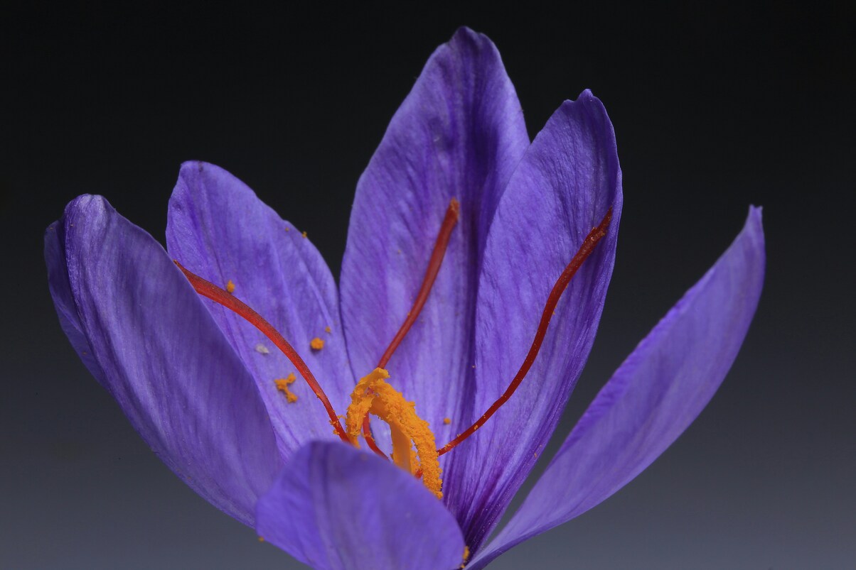 Saffron For ADHD: Can It Help? - bedlamite.co